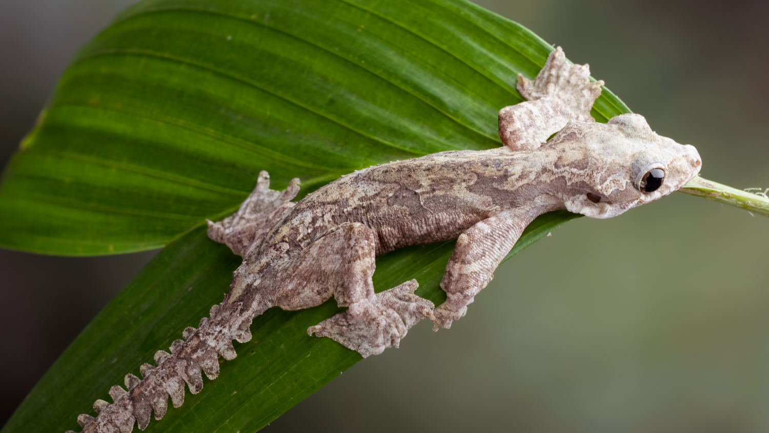 Caring for your Flying Gecko — Critters, Reptiles & Exotics