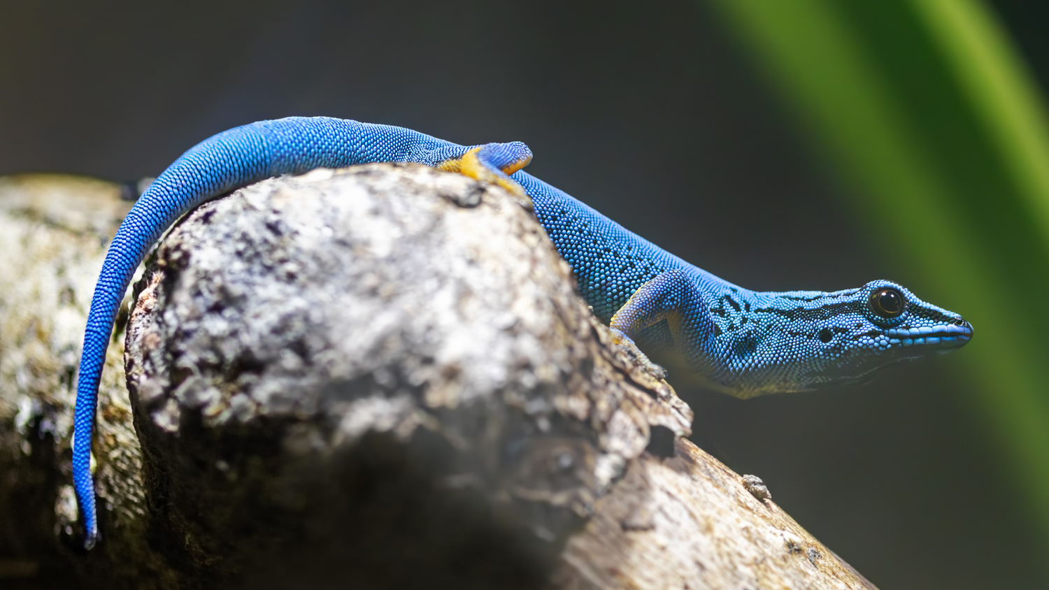 Caring for your Electric Blue Gecko — Critters, Reptiles & Exotics