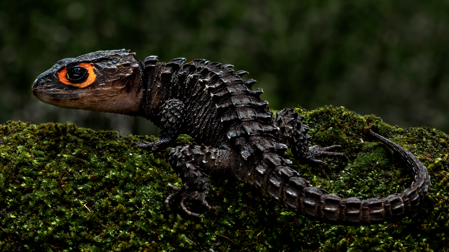 Caring for your Red-Eyed Crocodile Skink — Critters, Reptiles & Exotics