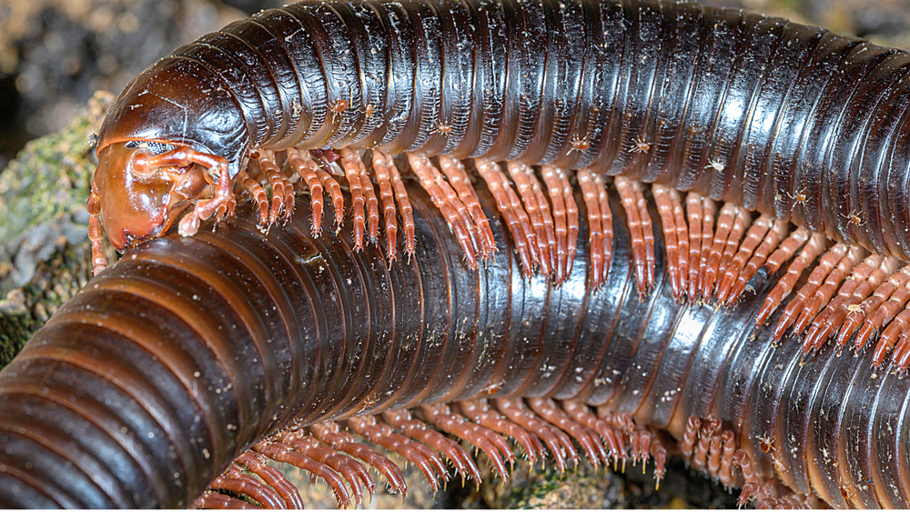 Caring for your Giant African Millipede — Critters, Reptiles & Exotics