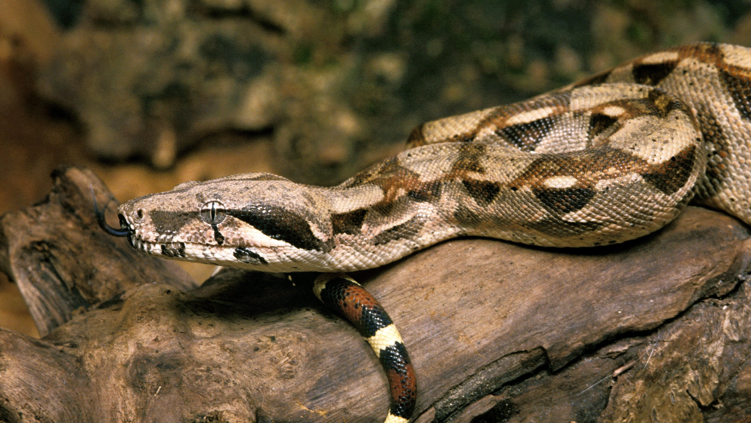Caring for your Colombian Red-Tail Boa — Critters, Reptiles & Exotics