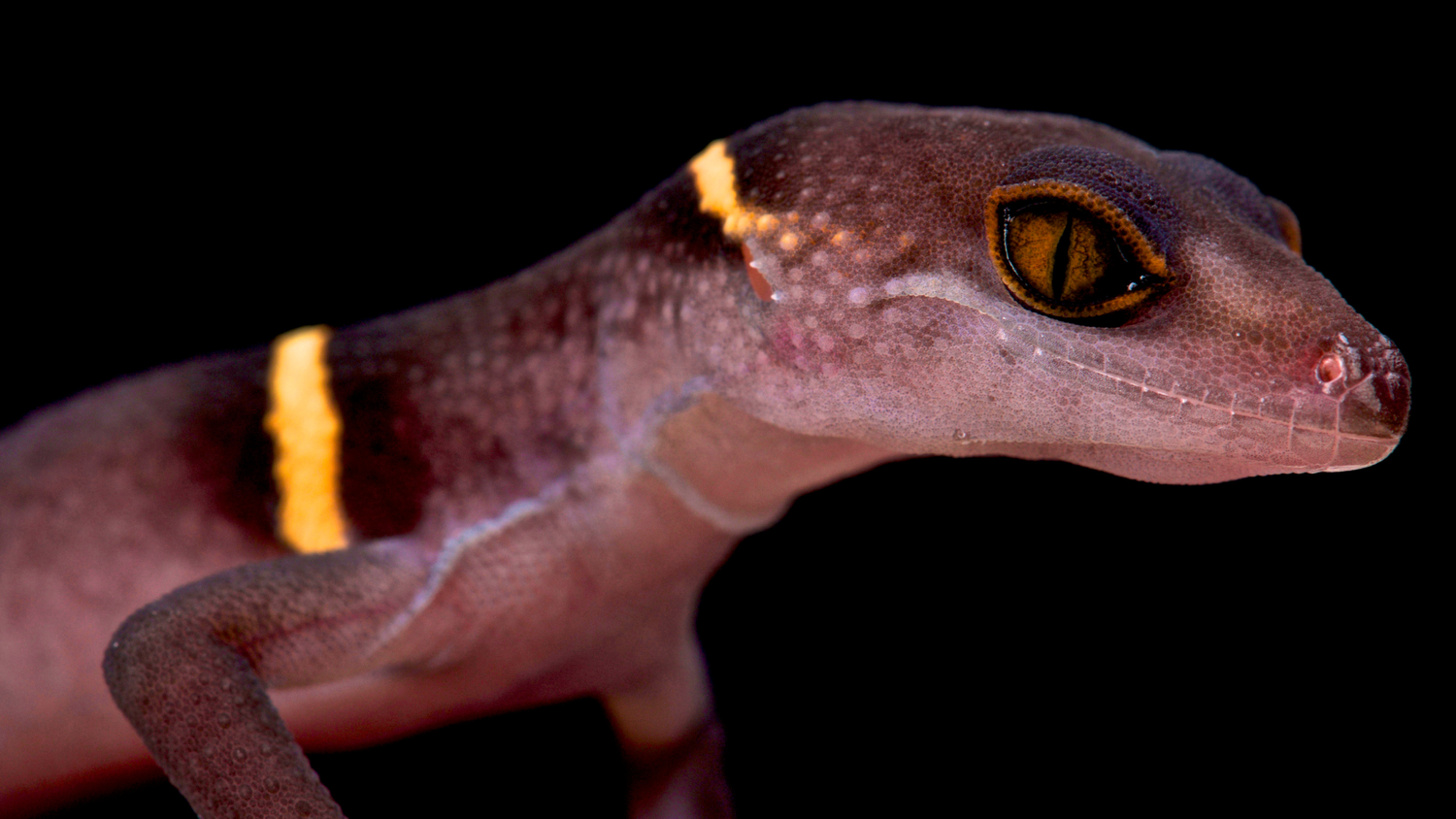 Caring for your Chinese Cave Gecko — Critters, Reptiles & Exotics
