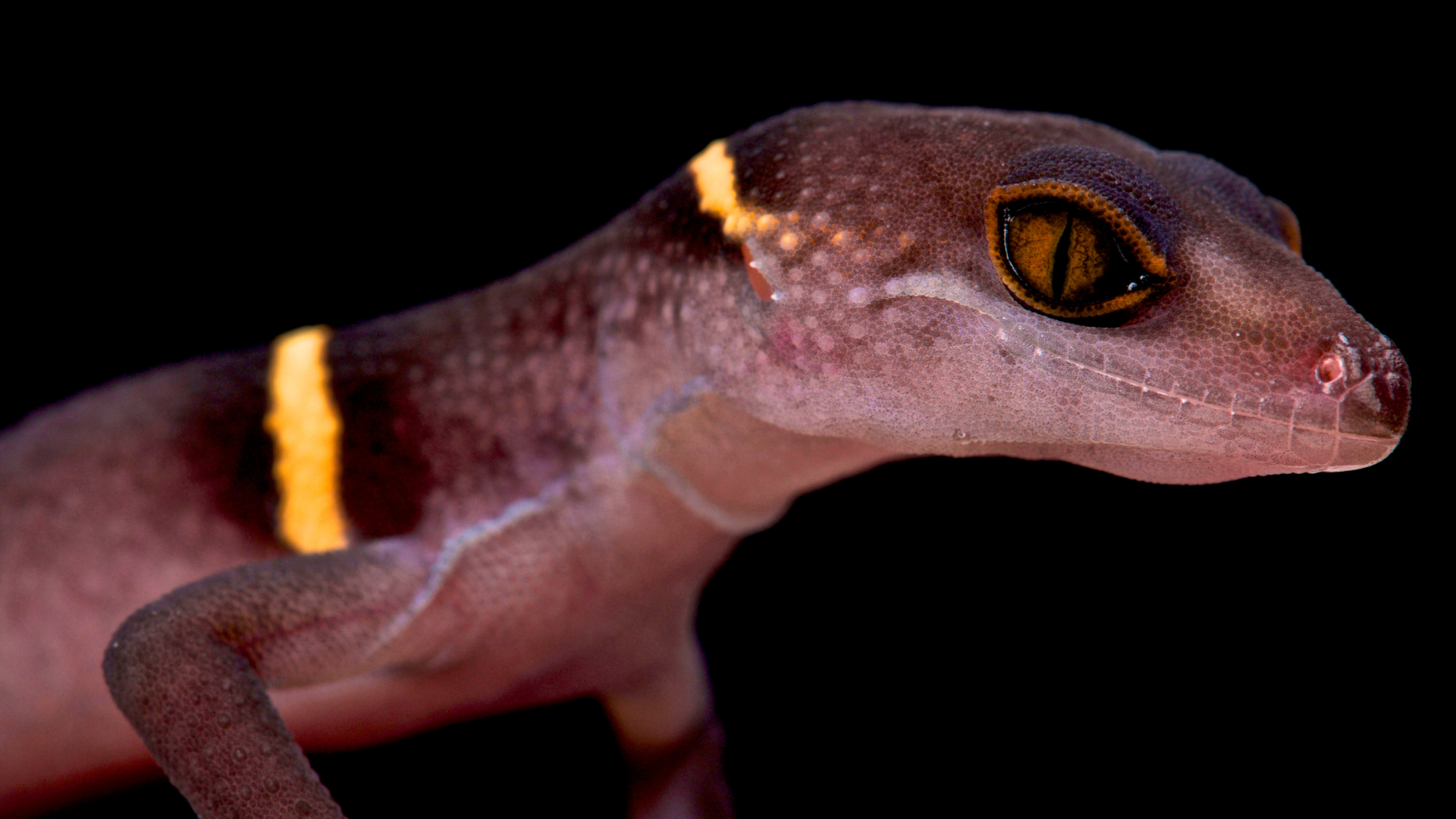 Caring for your Chinese Cave Gecko — Critters, Reptiles & Exotics