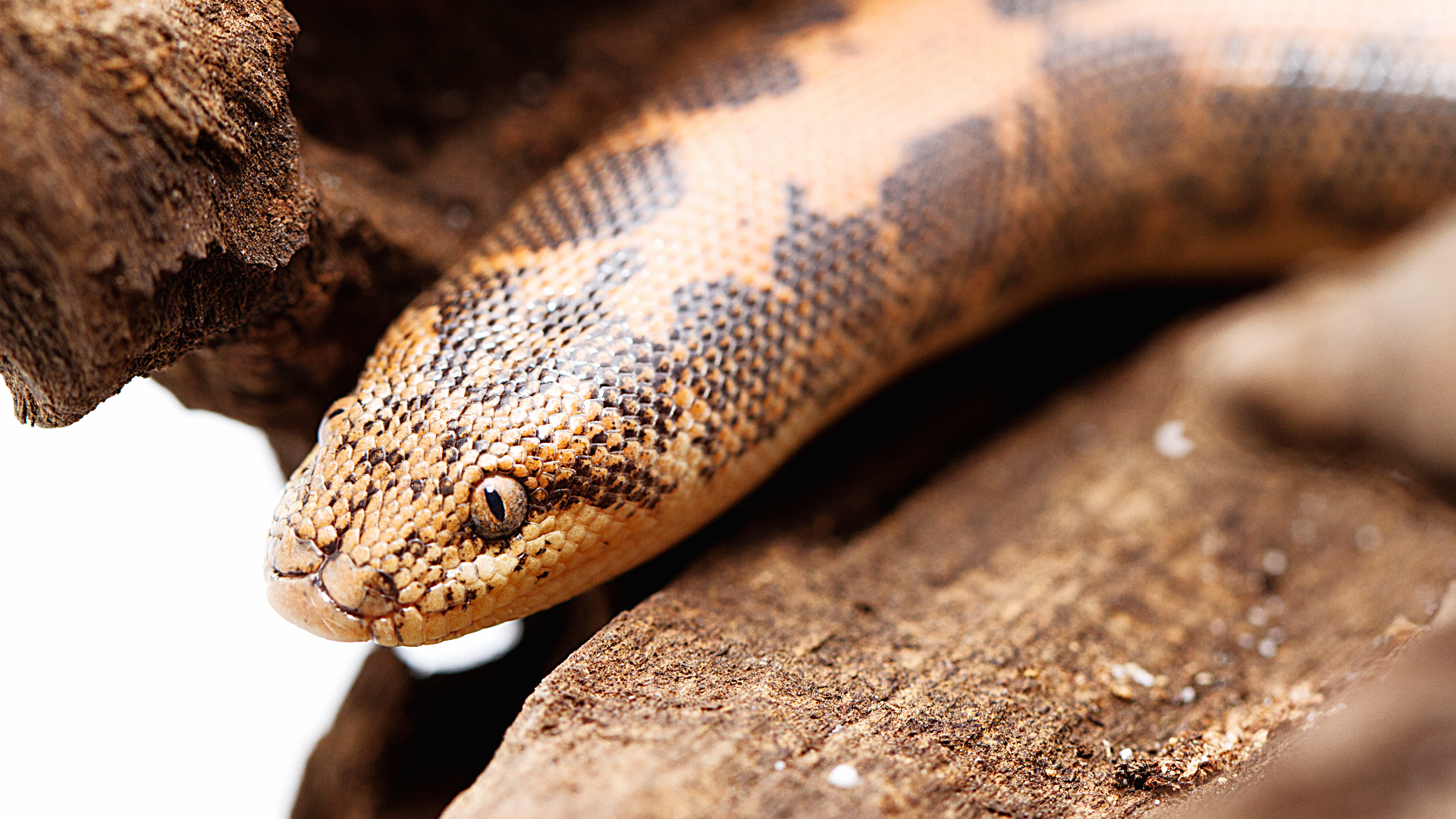 Caring for your Kenyan Sand Boa — Critters, Reptiles & Exotics