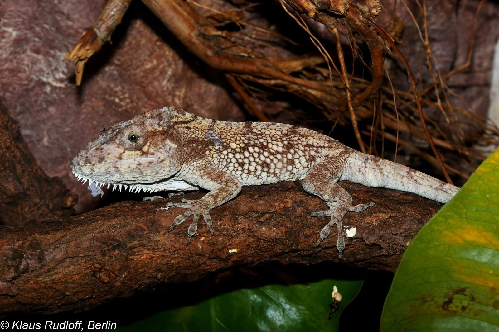 Cuban False Chameleon Care — Critters, Reptiles & Exotics
