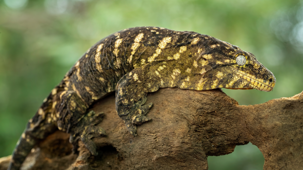 Caring for your Leachianus Gecko (Leachie Gecko) — Critters, Reptiles ...