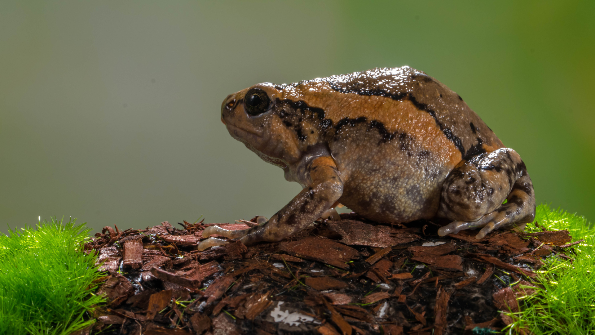 Caring for your Chubby Frog — Critters, Reptiles & Exotics