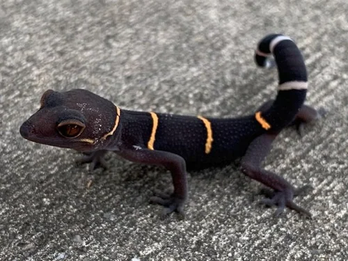 Chinese Cave Gecko Care — Critters, Reptiles & Exotics