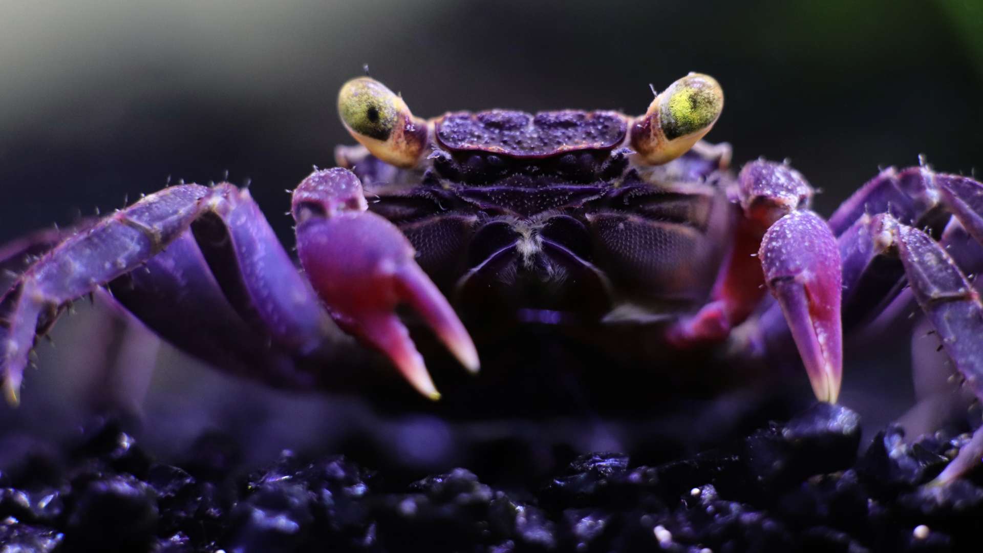 Caring for your Vampire Crab — Critters, Reptiles & Exotics