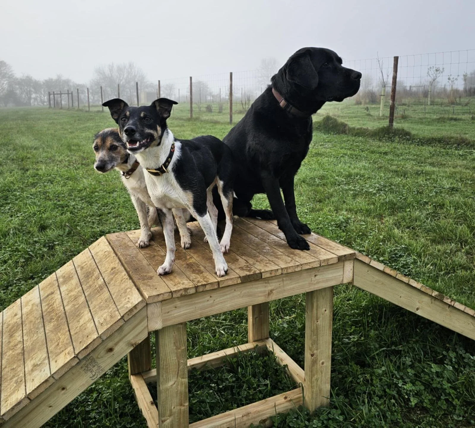 Gallery 1 — Field Day Dog Field