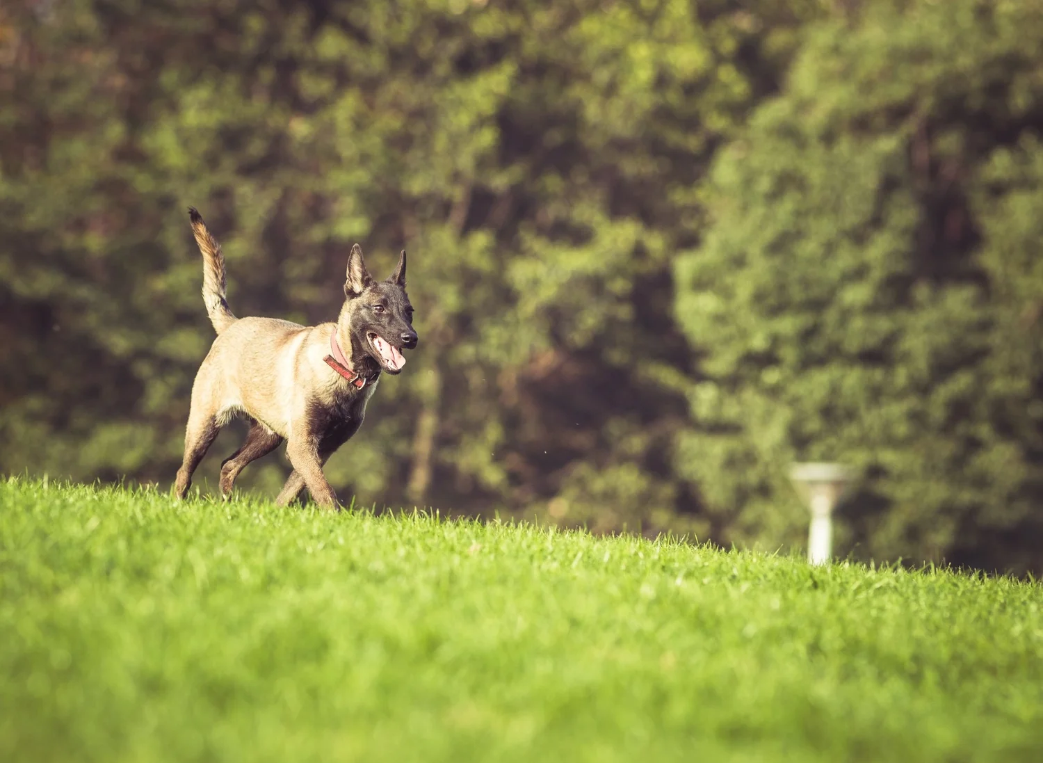 Field Day Dog Field | Explore & Book Now