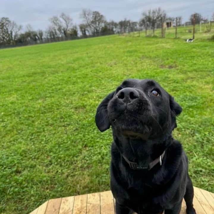 Gallery 1 — Field Day Dog Field