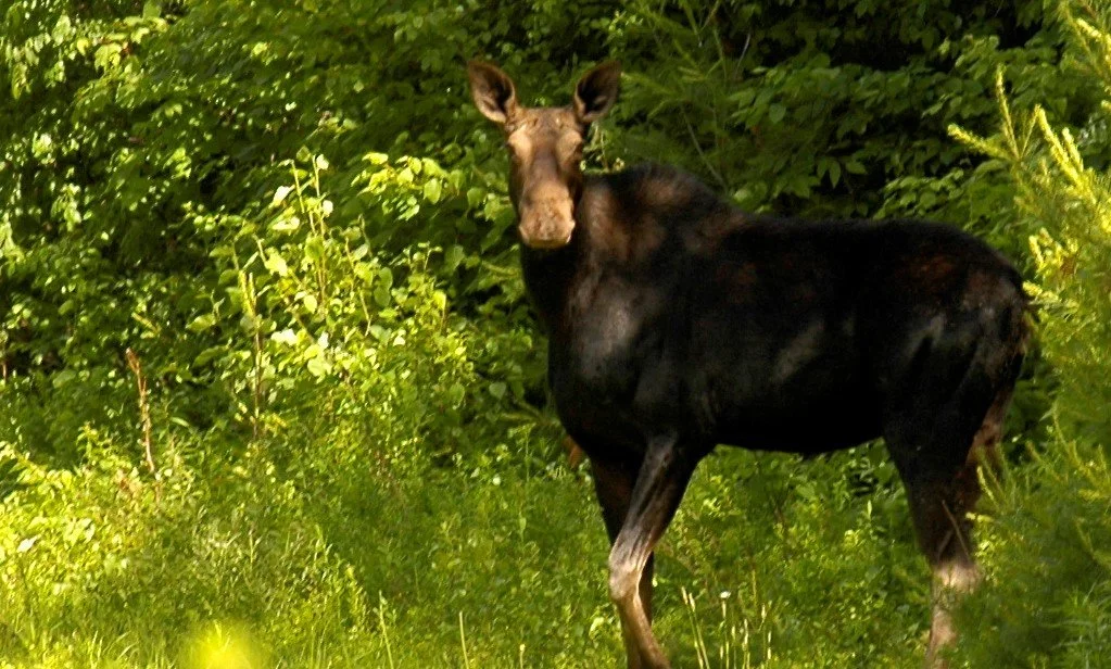Moose Facts — Wildlife Heritage Foundation of NH
