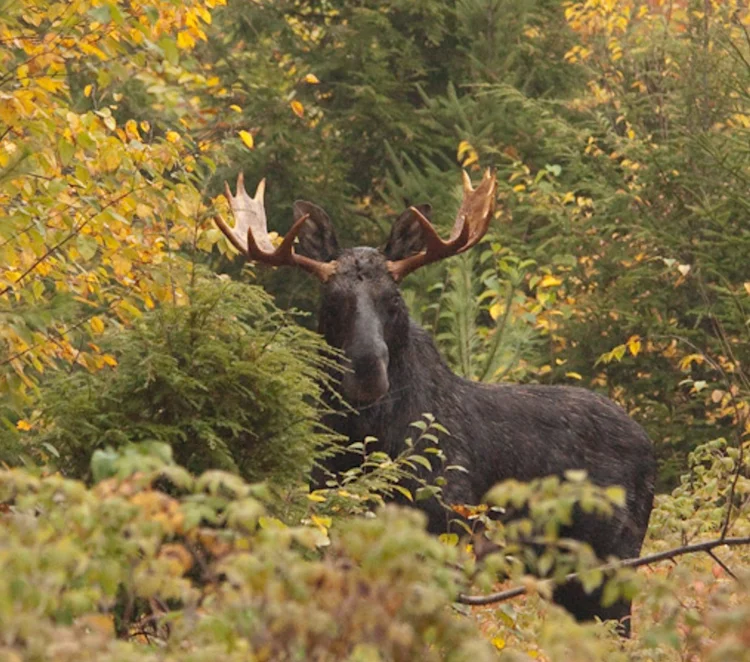 Moose Facts — Wildlife Heritage Foundation of NH