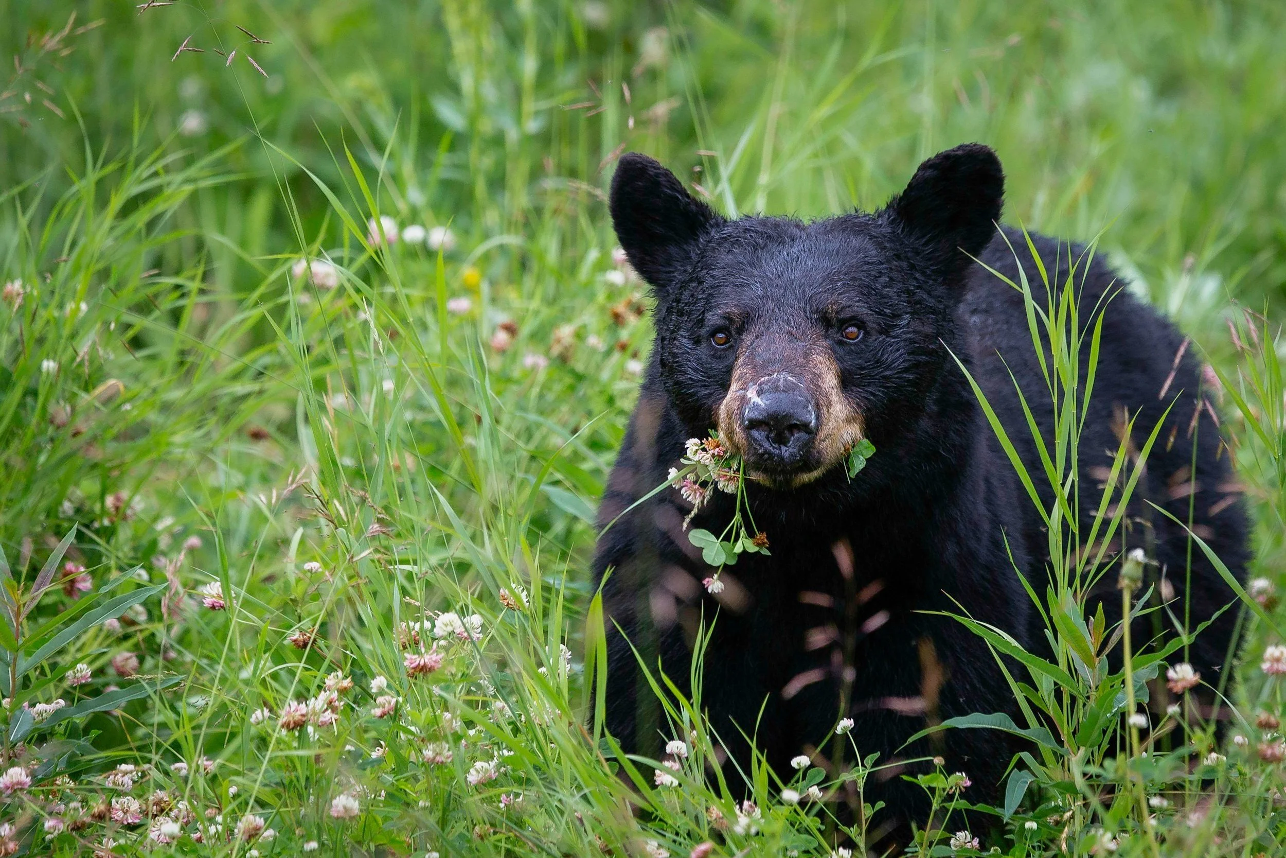 Wildlife Heritage Foundation of NH