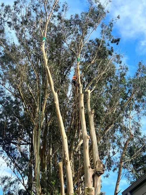 Diaz Tree Service, Inc.