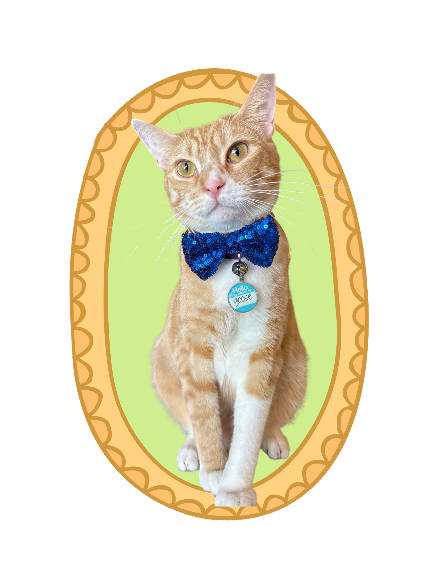 The Kitty Corner Social Club | Relax, Connect, Adopt Today