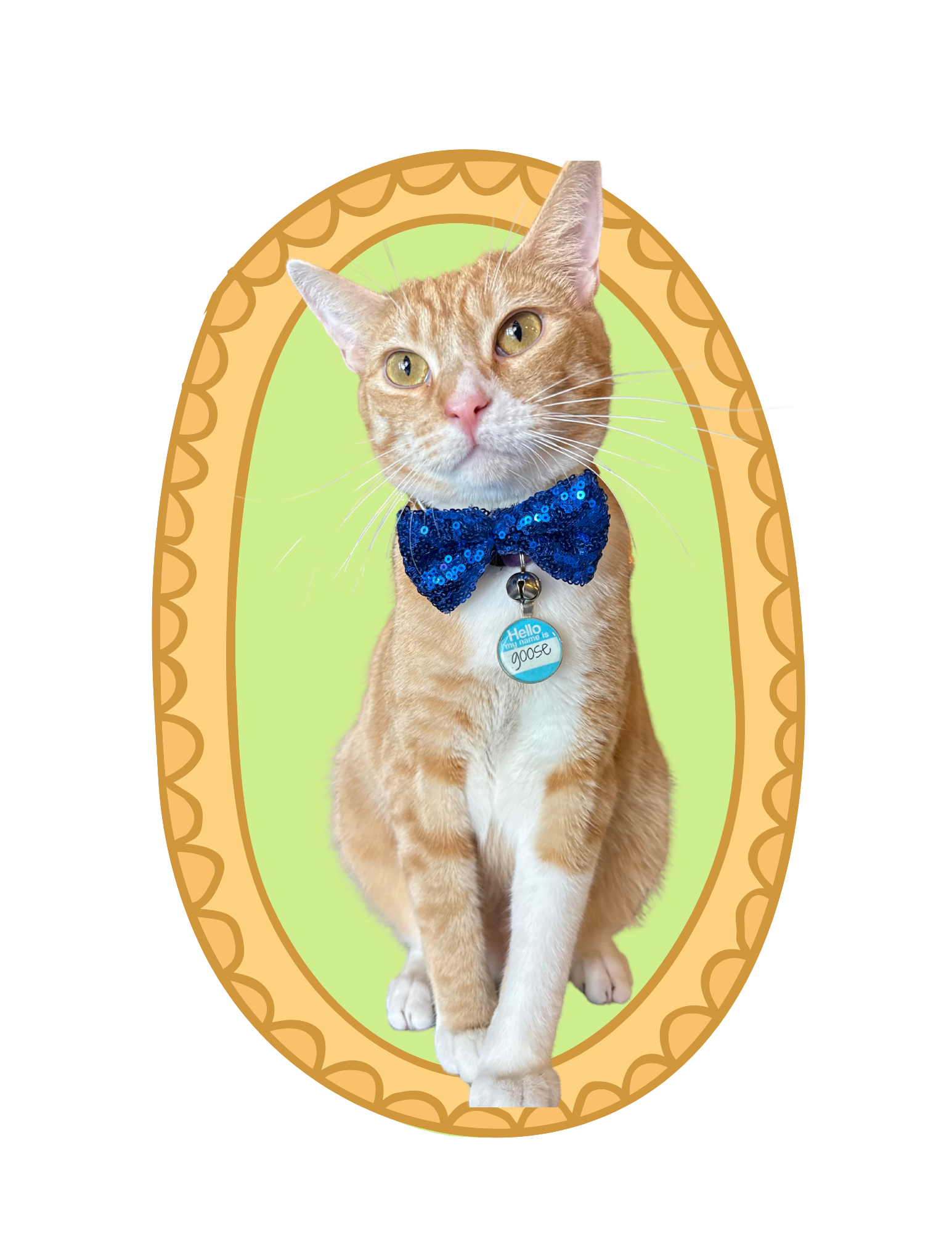The Kitty Corner Social Club | Relax, Connect, Adopt Today