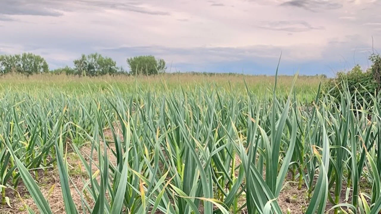 Garlic & Glow – Garlic Makes Good Food Great | Shop Fresh Garlic