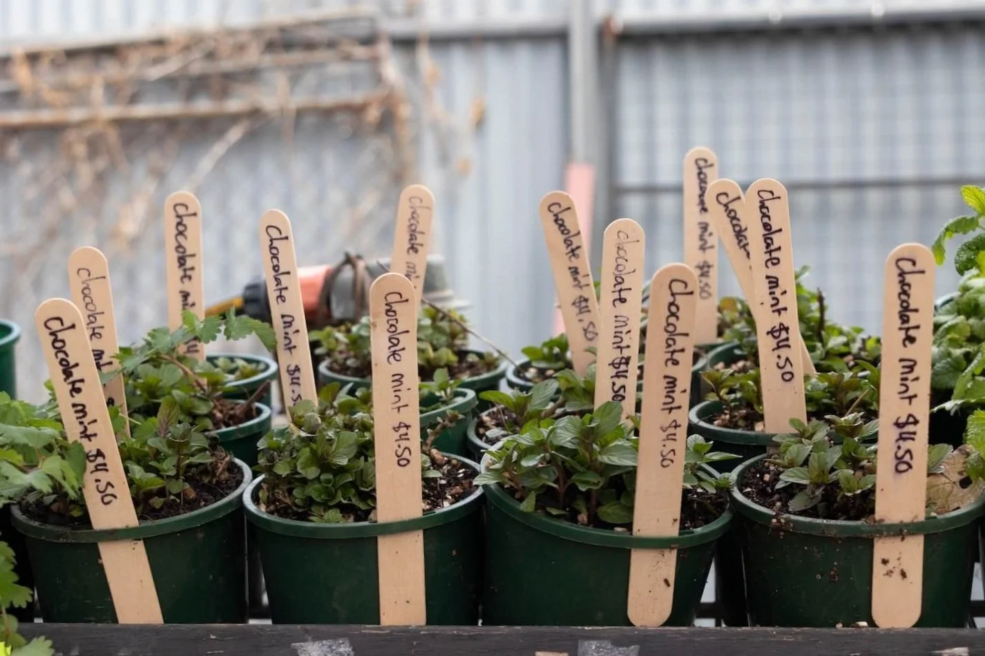 Sustainable Living Community Educator | Kym Ormond