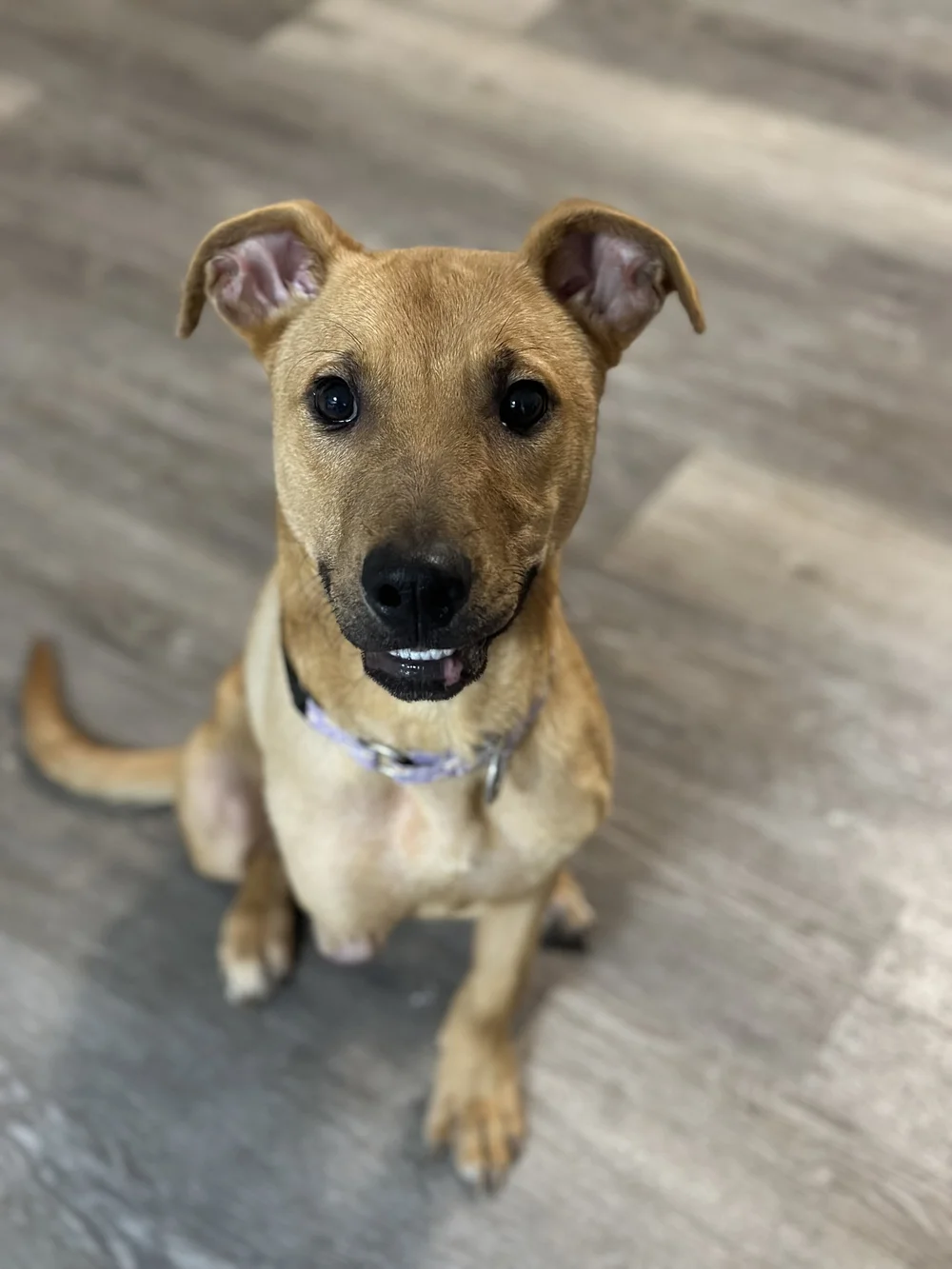 Our Dogs — Pawsitive Rescue Division