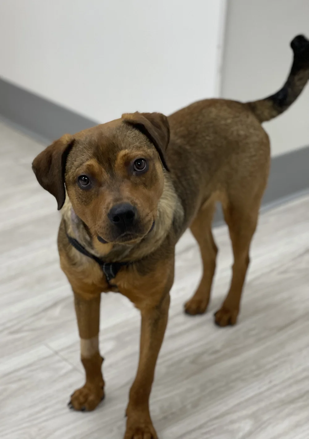 Adoption Application — Pawsitive Rescue Division