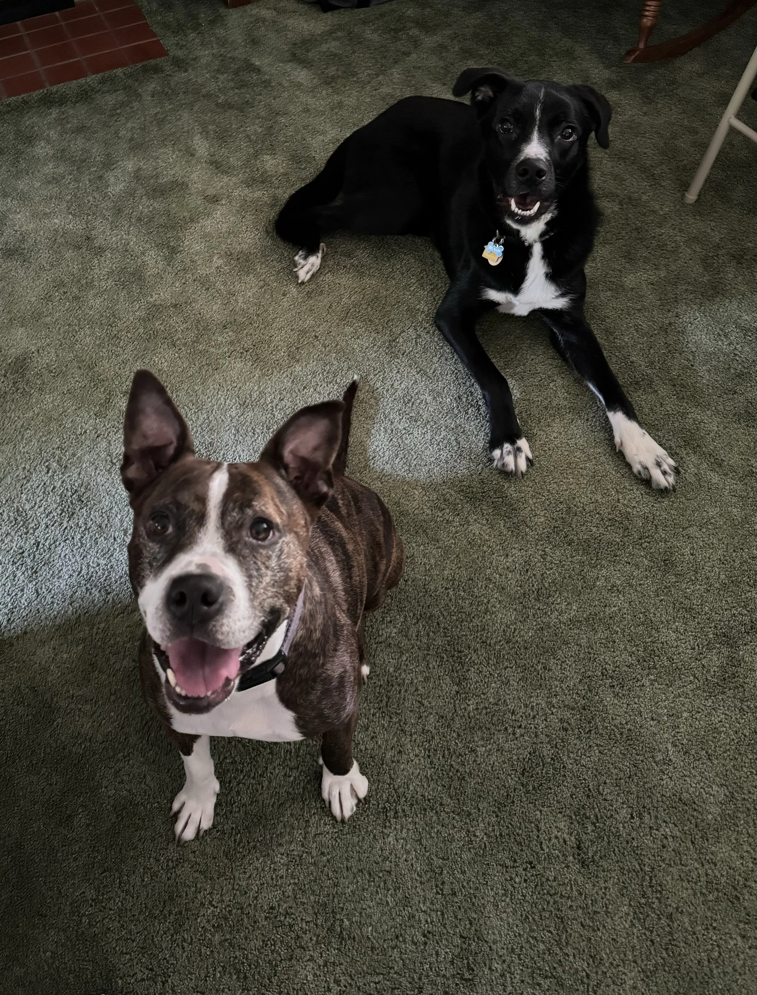 Pawsitive Rescue Division