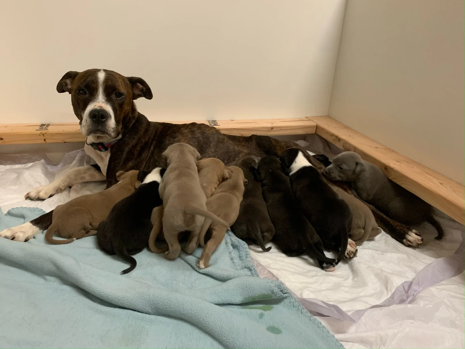 Pawsitive Rescue Division