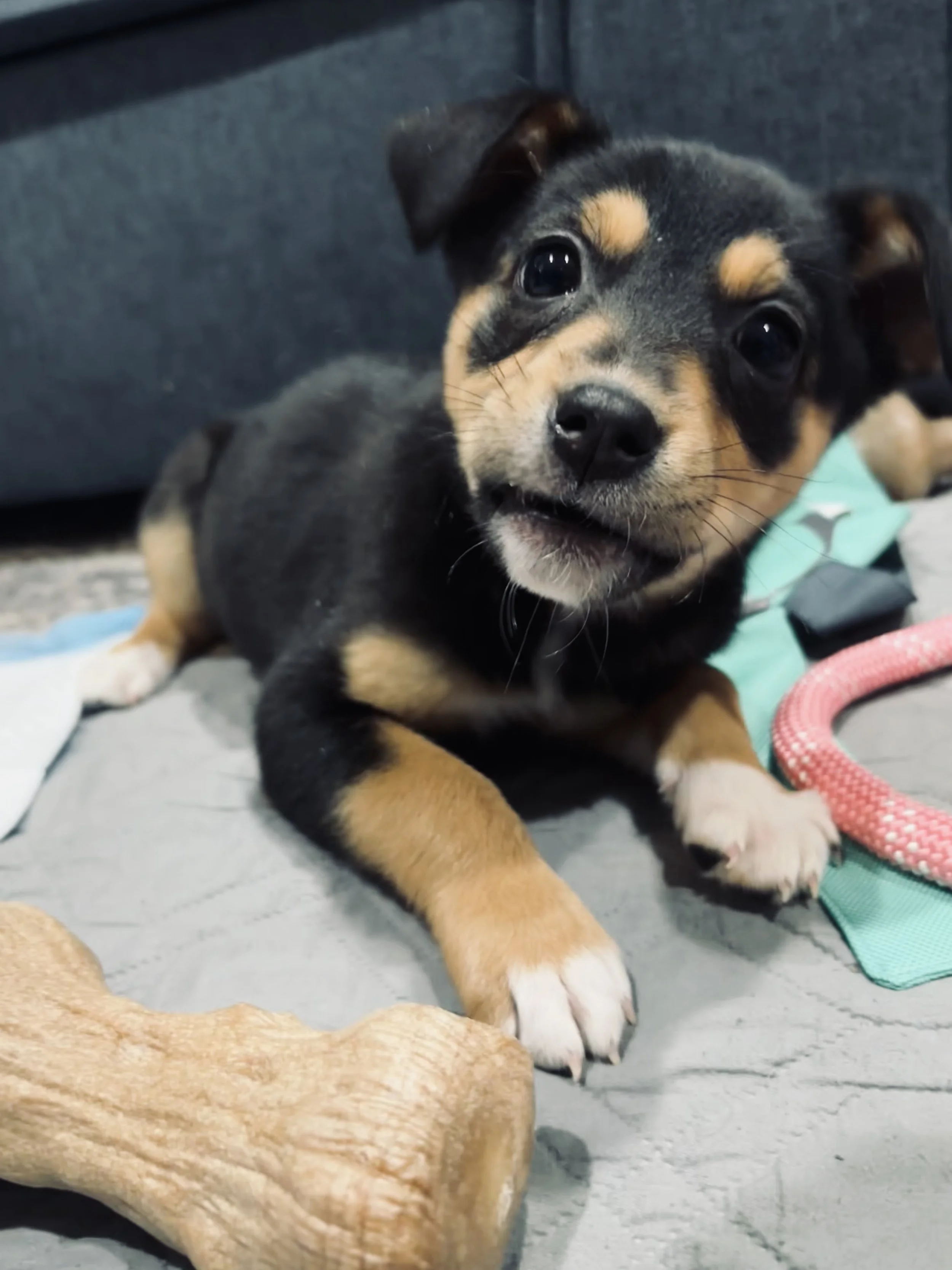 Our Dogs — Pawsitive Rescue Division