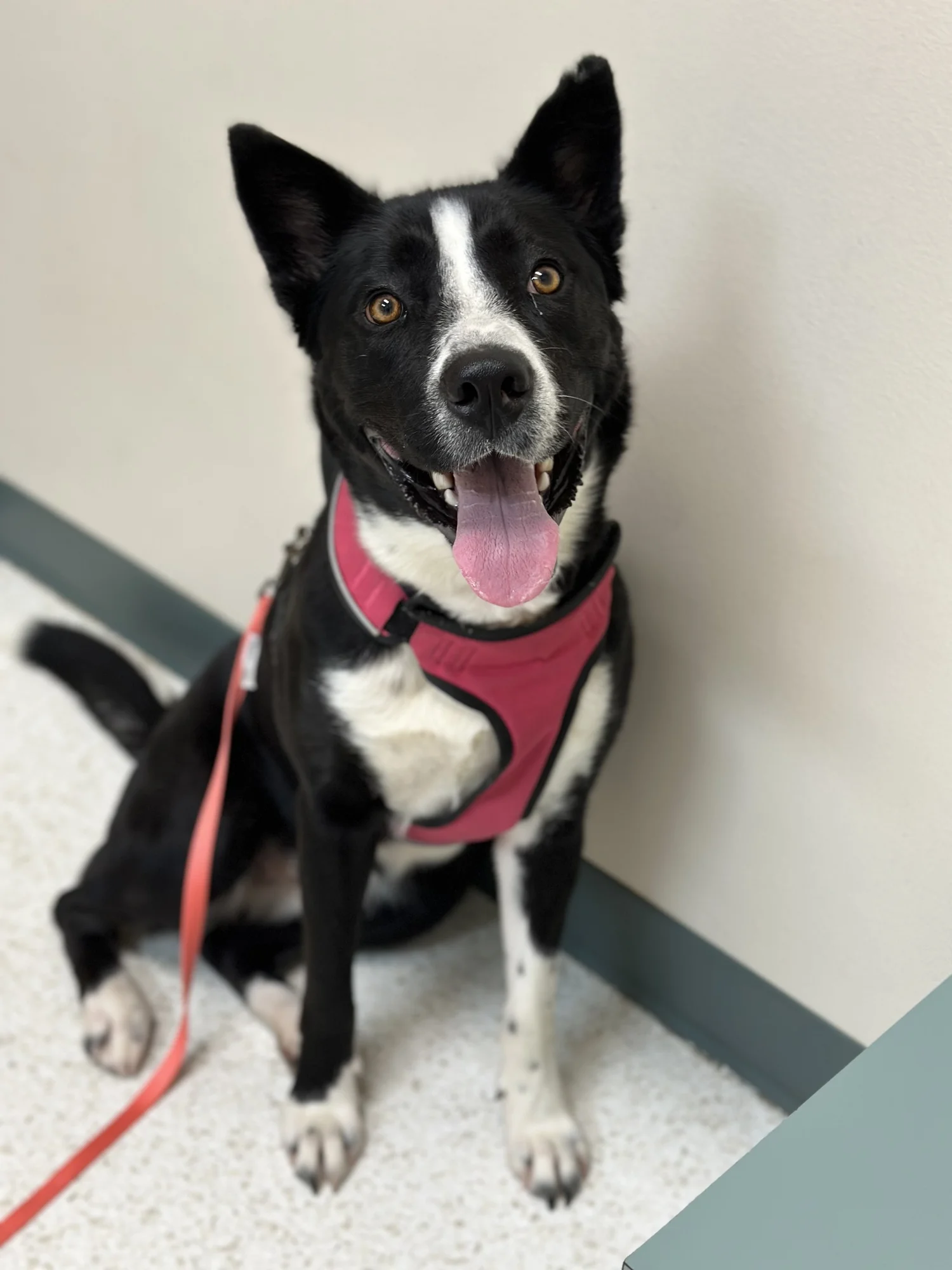 Our Dogs — Pawsitive Rescue Division