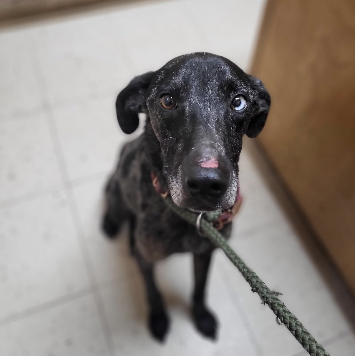 Our Dogs — Pawsitive Rescue Division