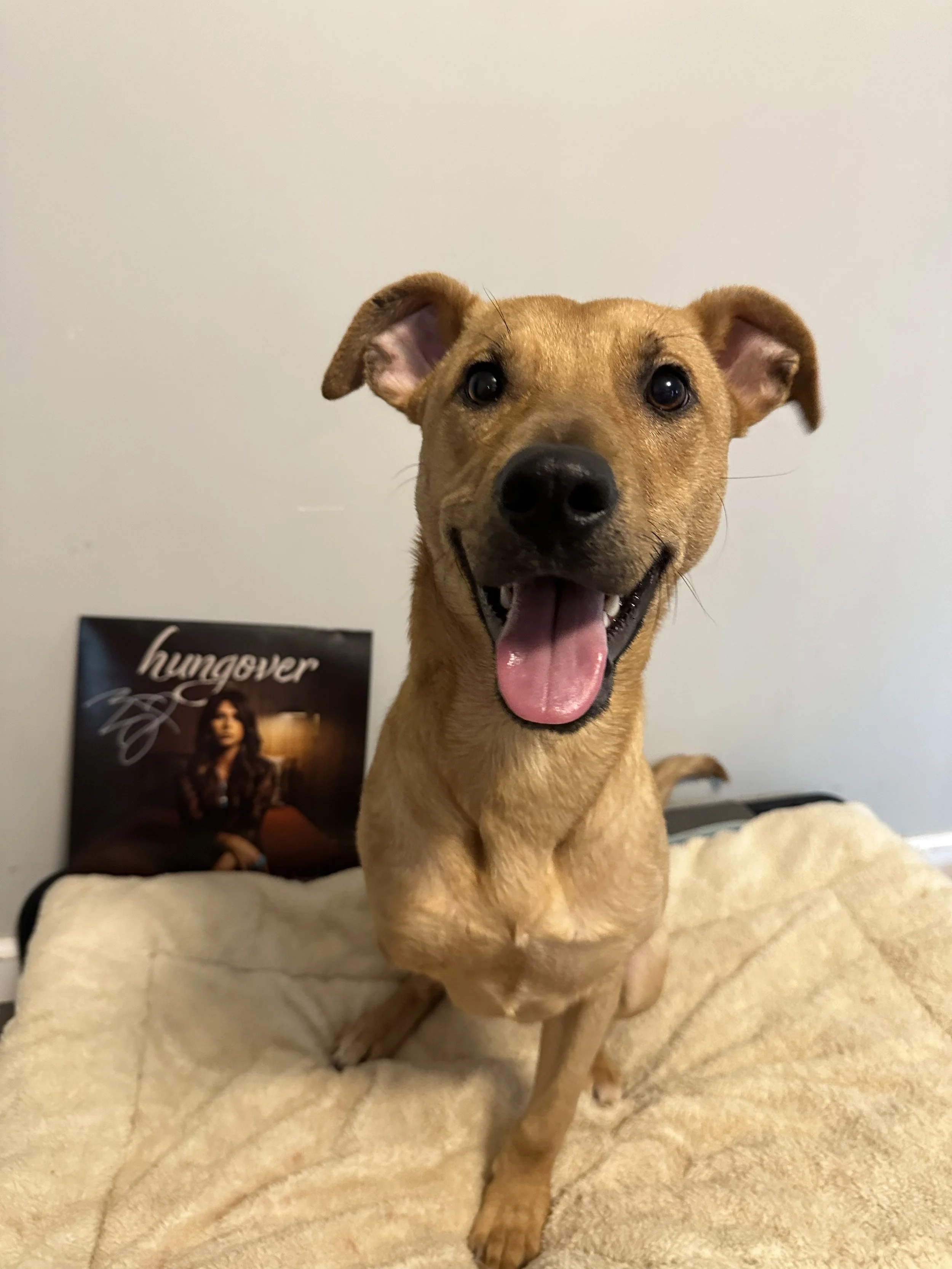 Pawsitive Rescue Division