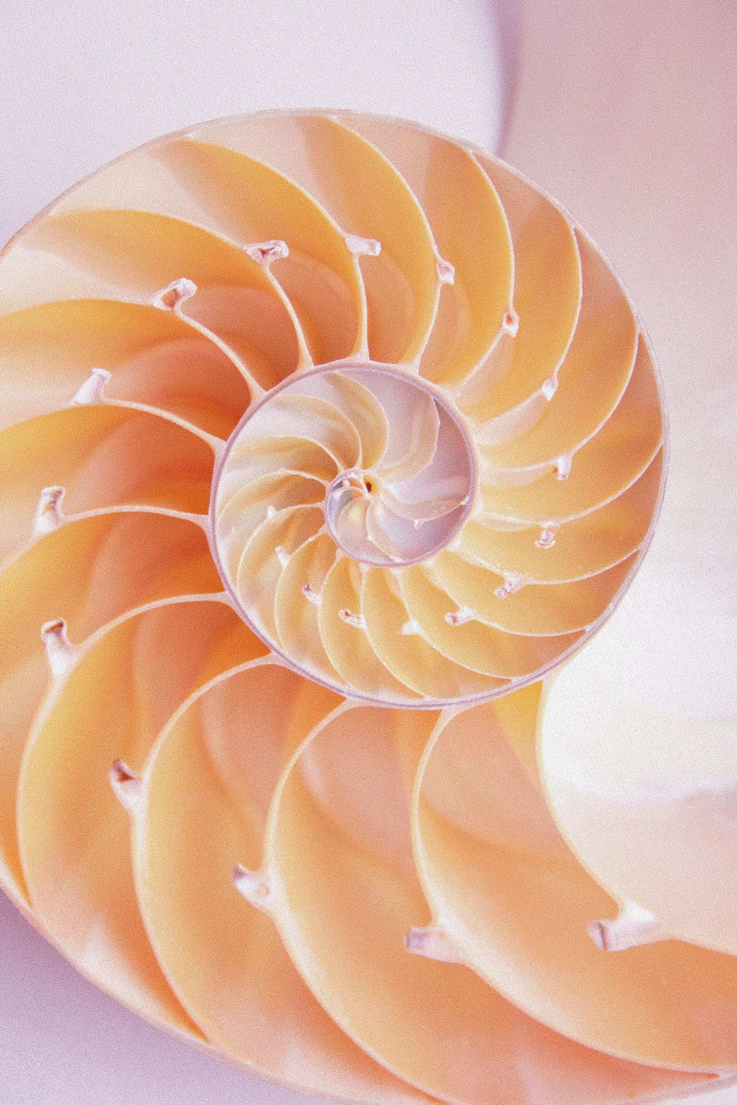 A Level Maths CIE Study & Exam Revision Tools | Flyp Academy — Flyp Academy