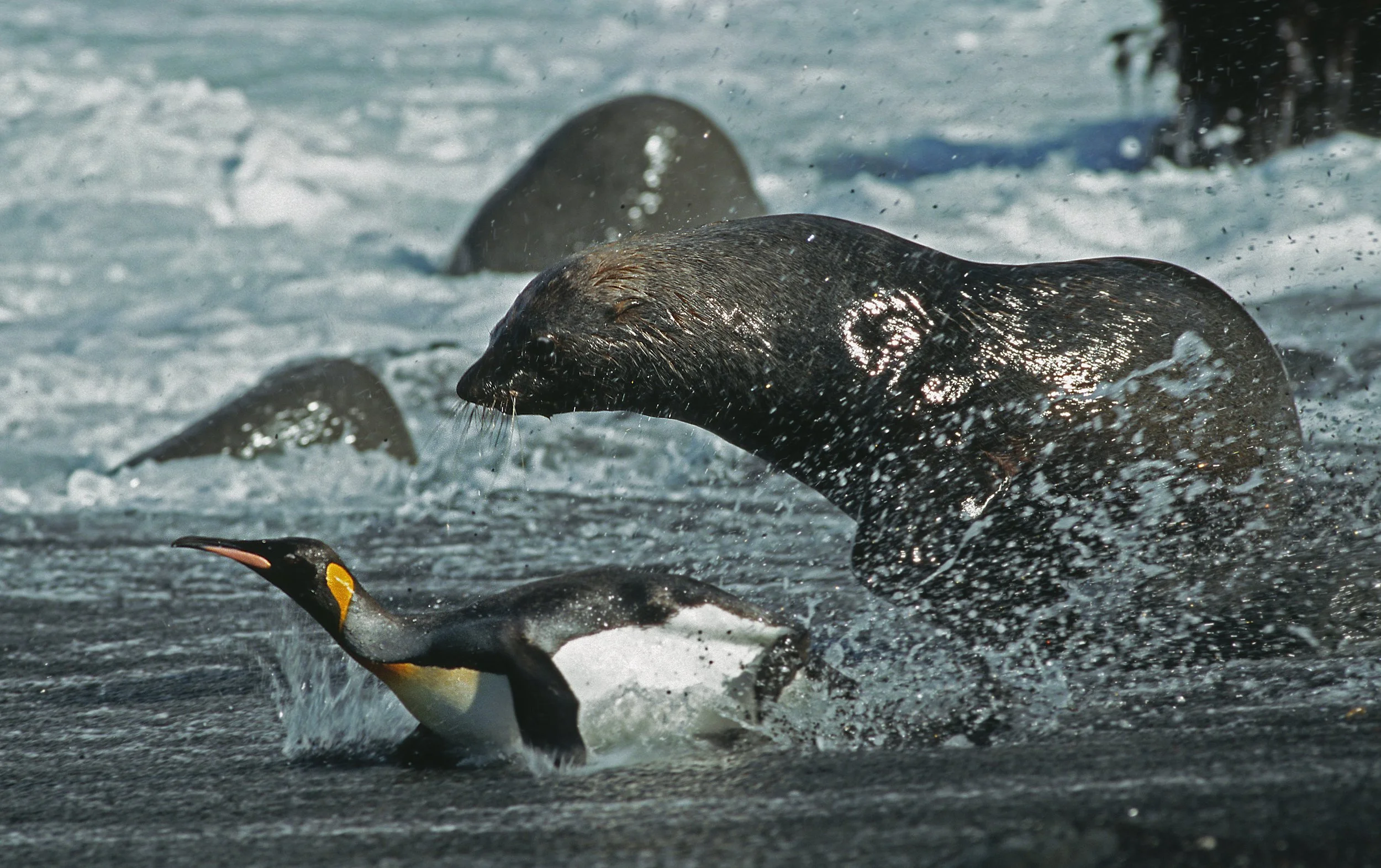 Planet Earth: Shallow Seas™ 4D Experience — SimEx-Iwerks