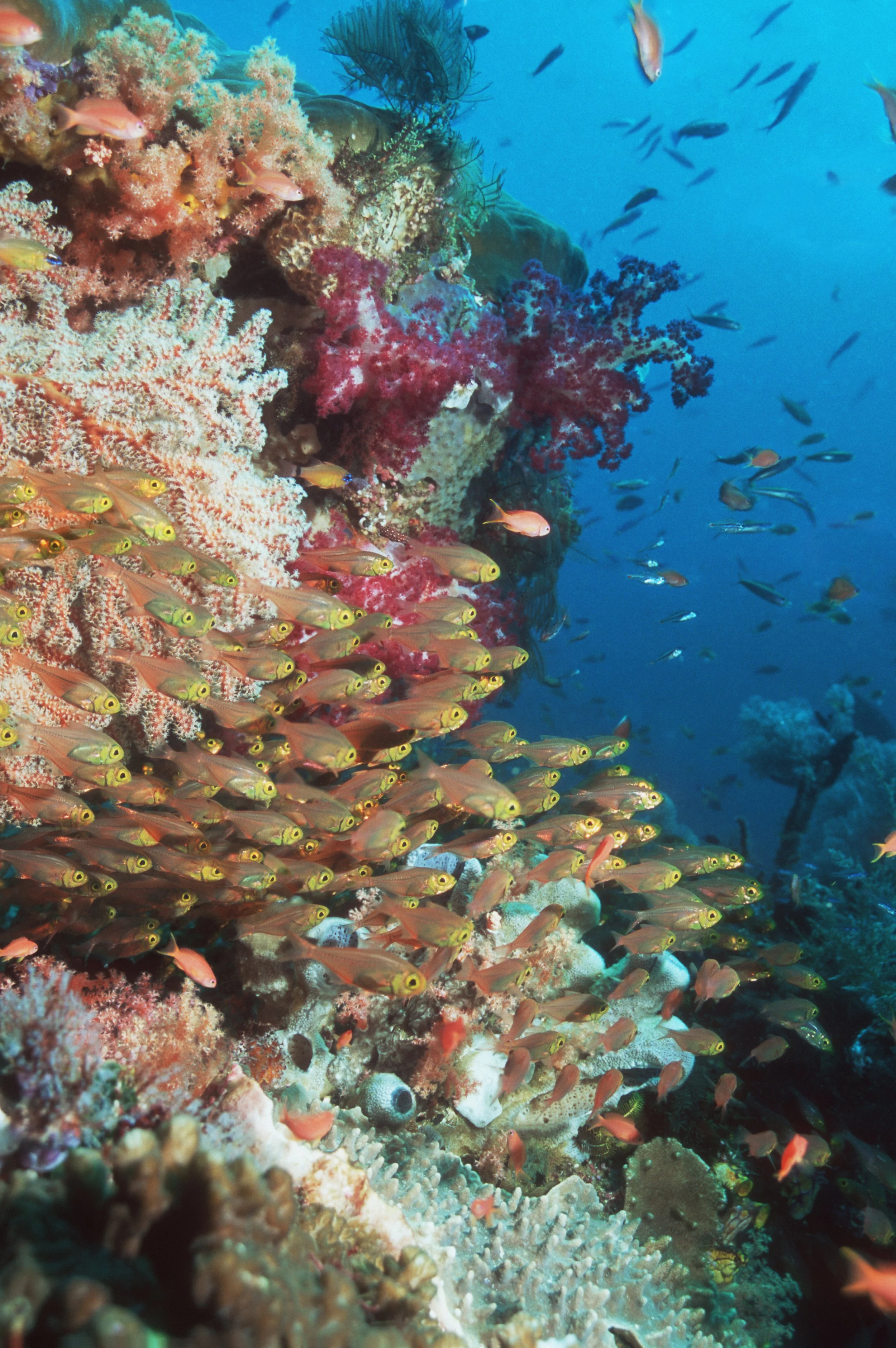 Planet Earth: Shallow Seas™ 4D Experience — SimEx-Iwerks