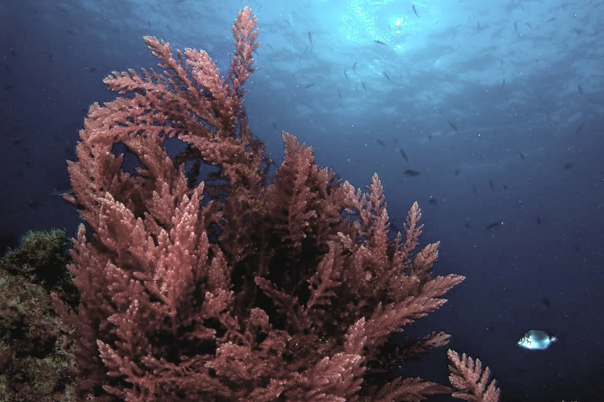 Asparagopsis taxiformis and Asparagopsis armata: red seaweed / algae ...