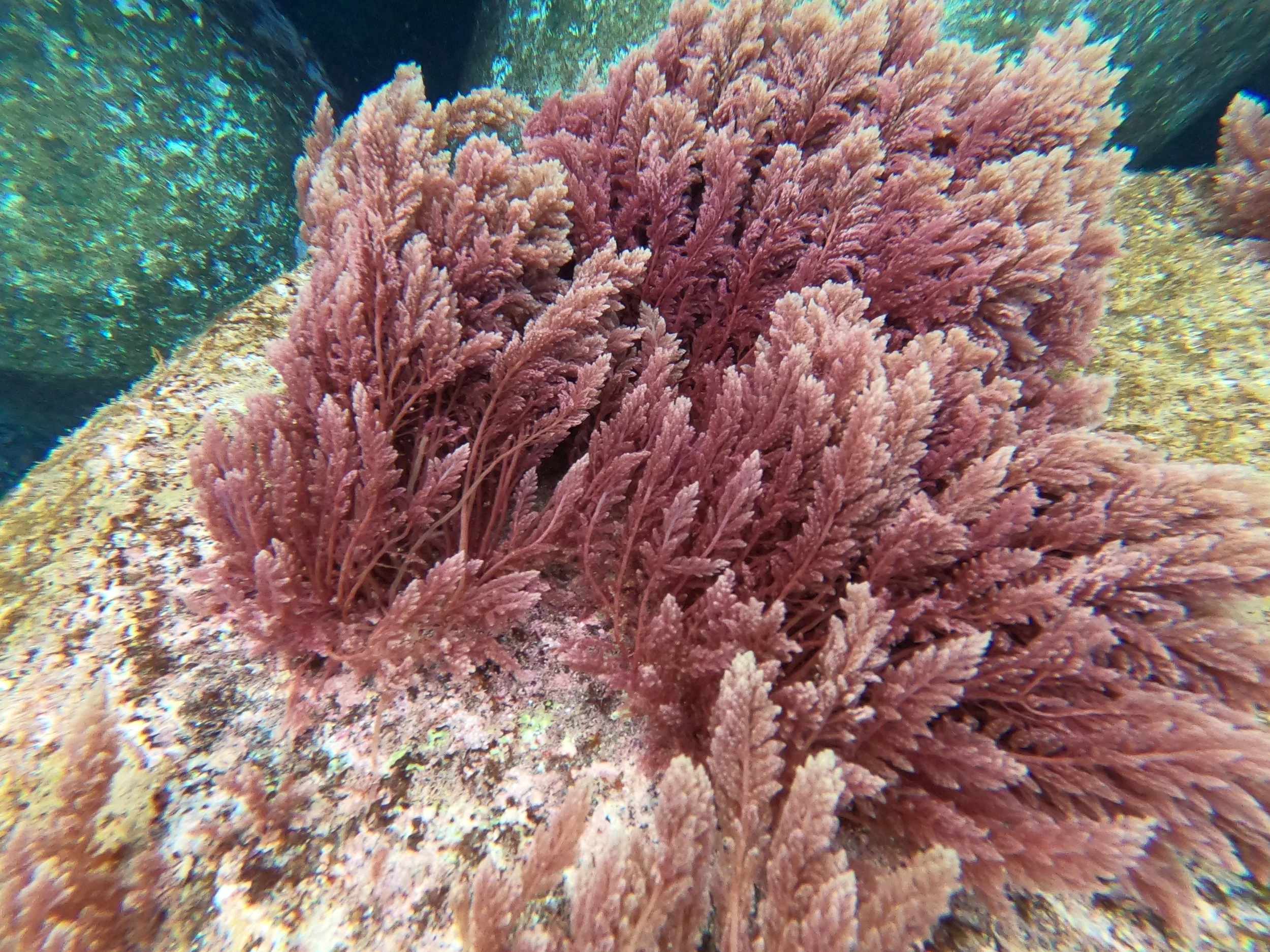 Asparagopsis taxiformis and Asparagopsis armata: red seaweed / algae ...
