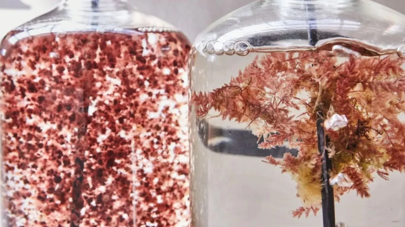Seaweed trumps bromoform for busting methane — FutureFeed