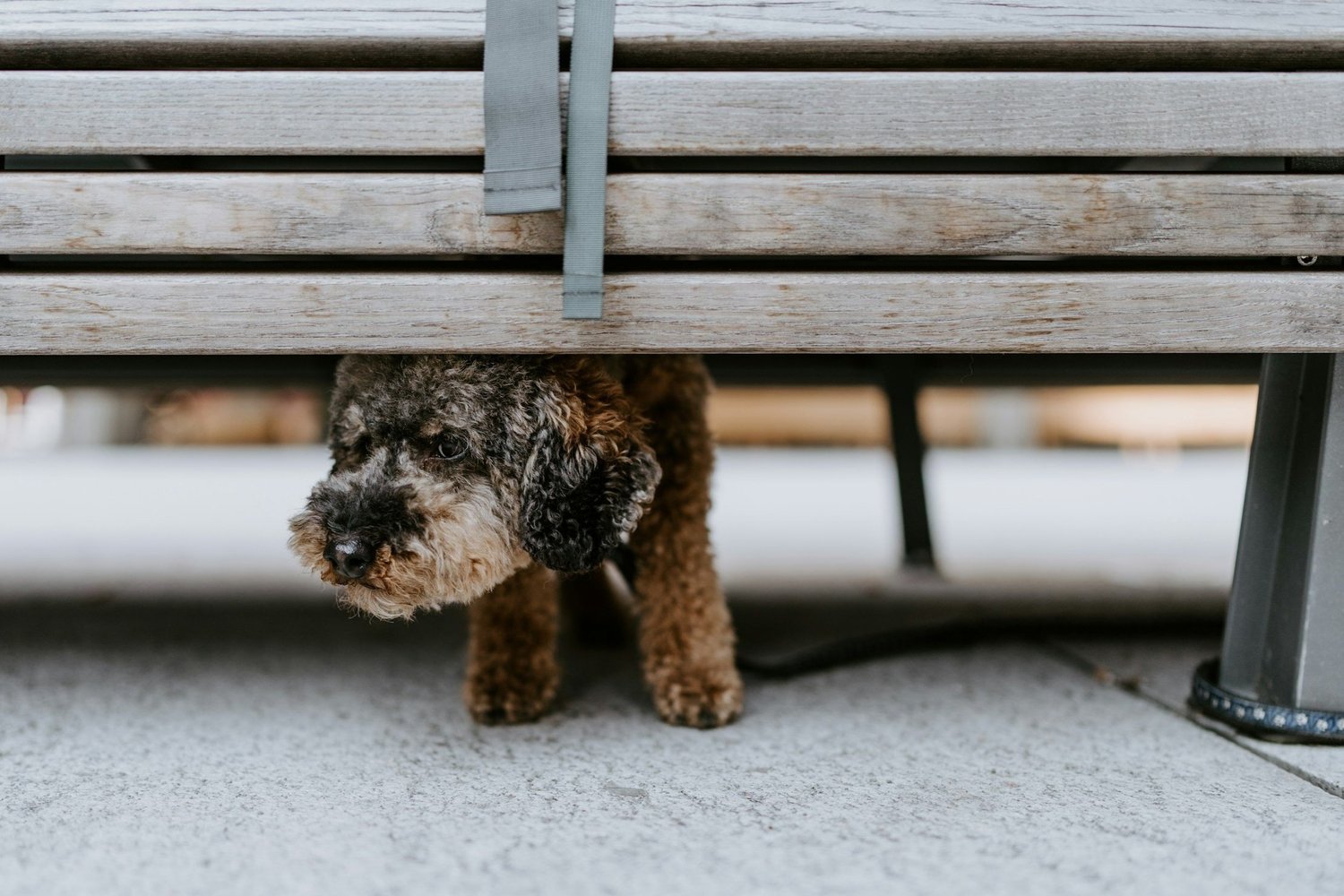 Humidicribs — Shop veterinary medical equipment — Biovet Australia