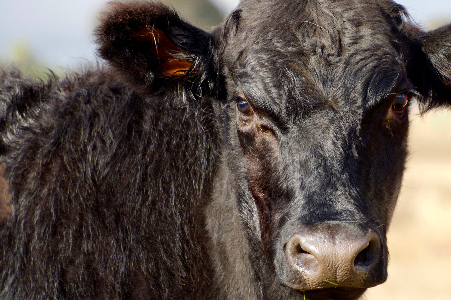 Heritage Angus Farm | High-Quality Beef & Pork | Quality Eggs | Sauk ...