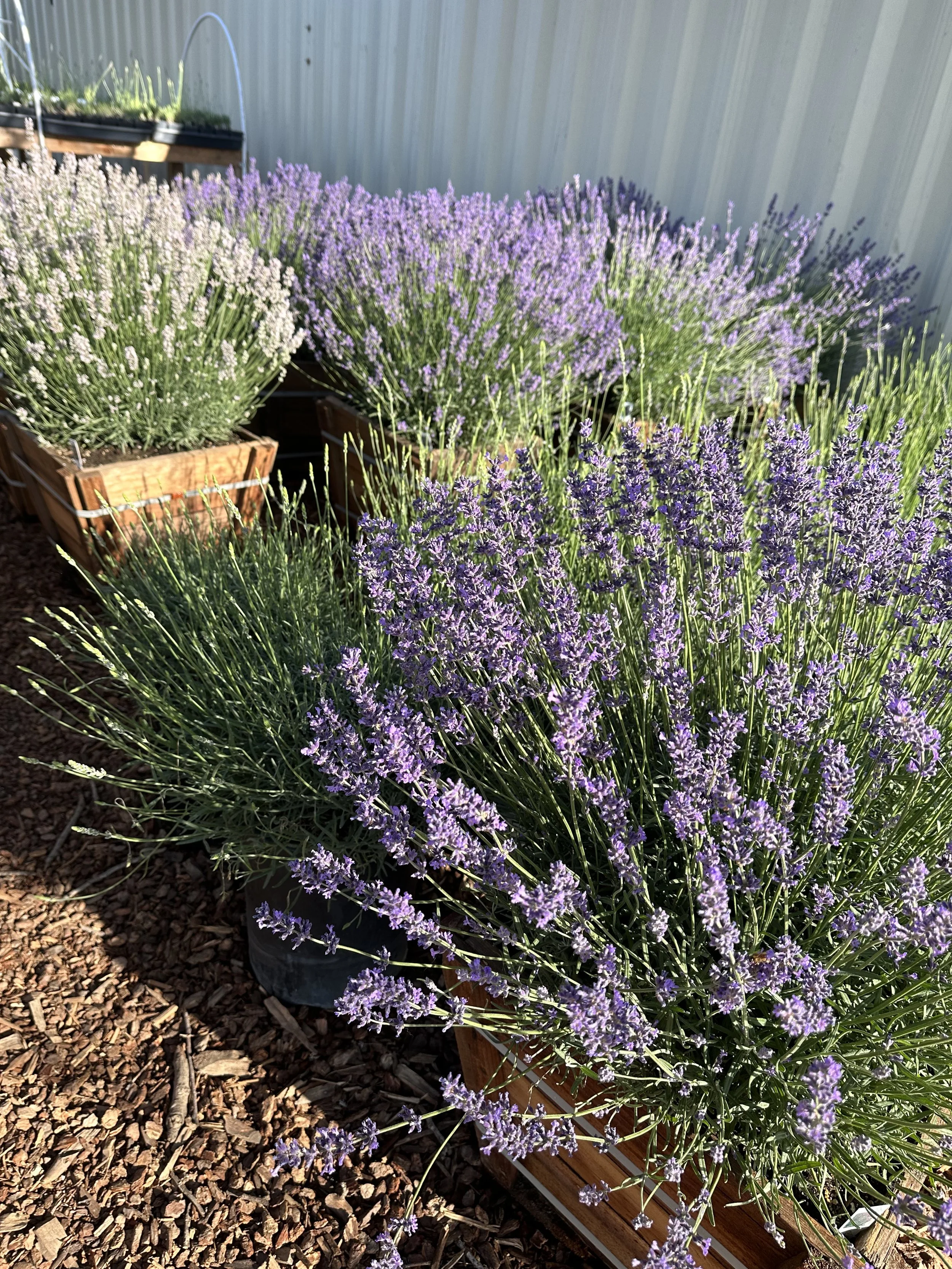 Lazy River Lavender | Sustainably Grown Lavender | Naturally Healing ...