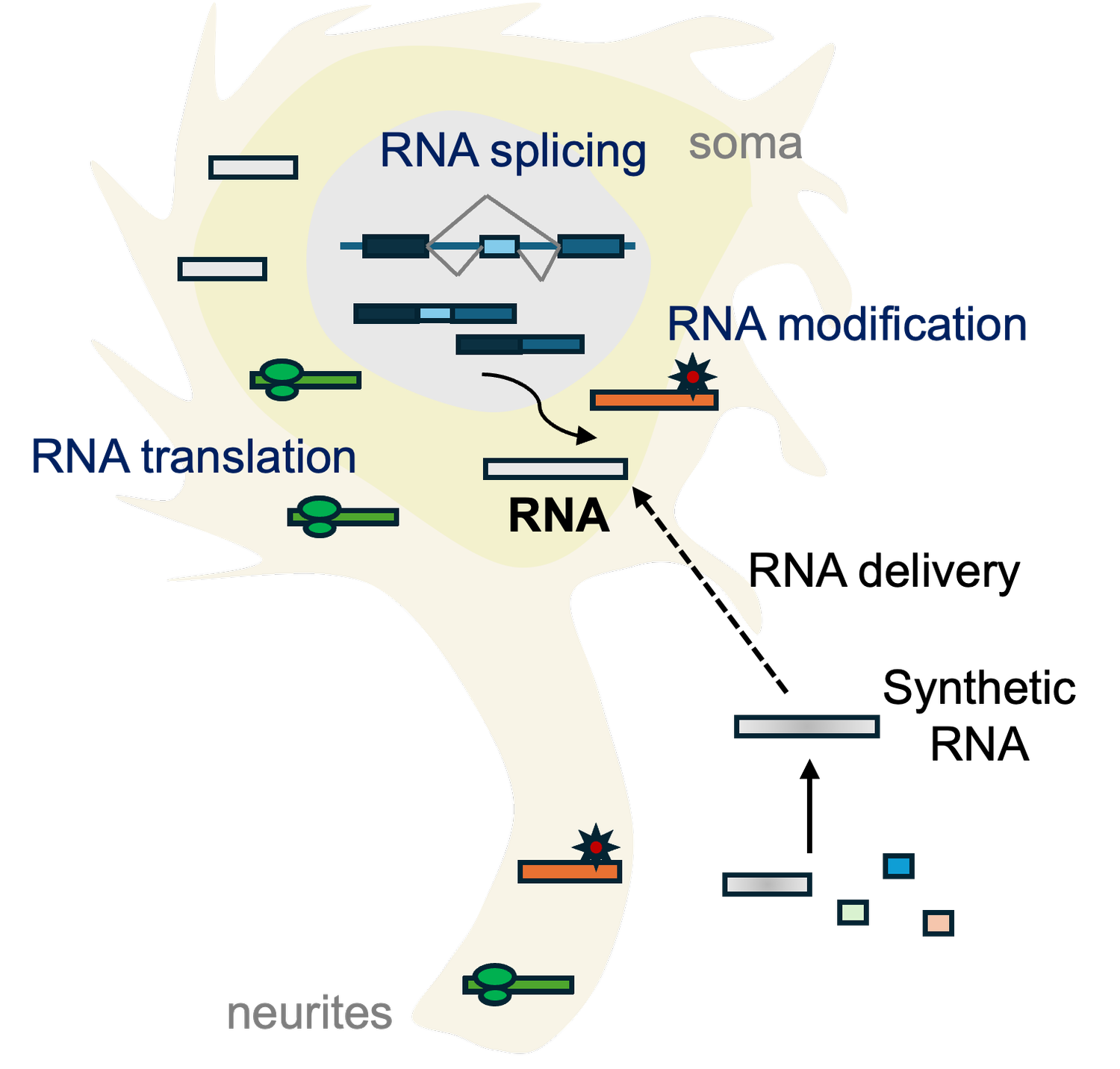RESEARCH — SHI LAB @ EMORY