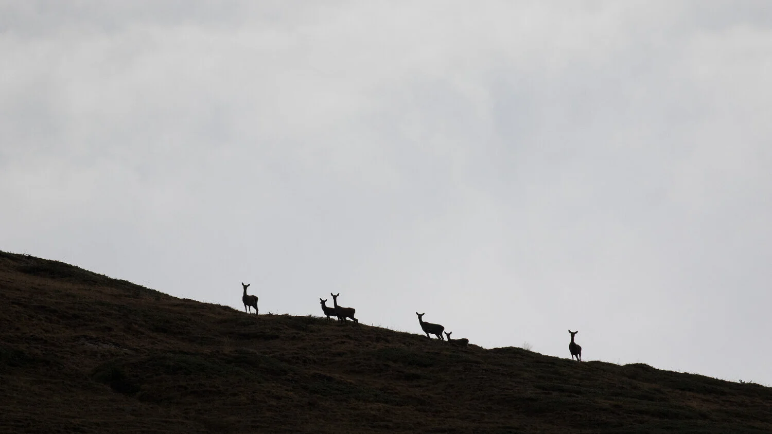 Where to watch the Red Deer rut in France