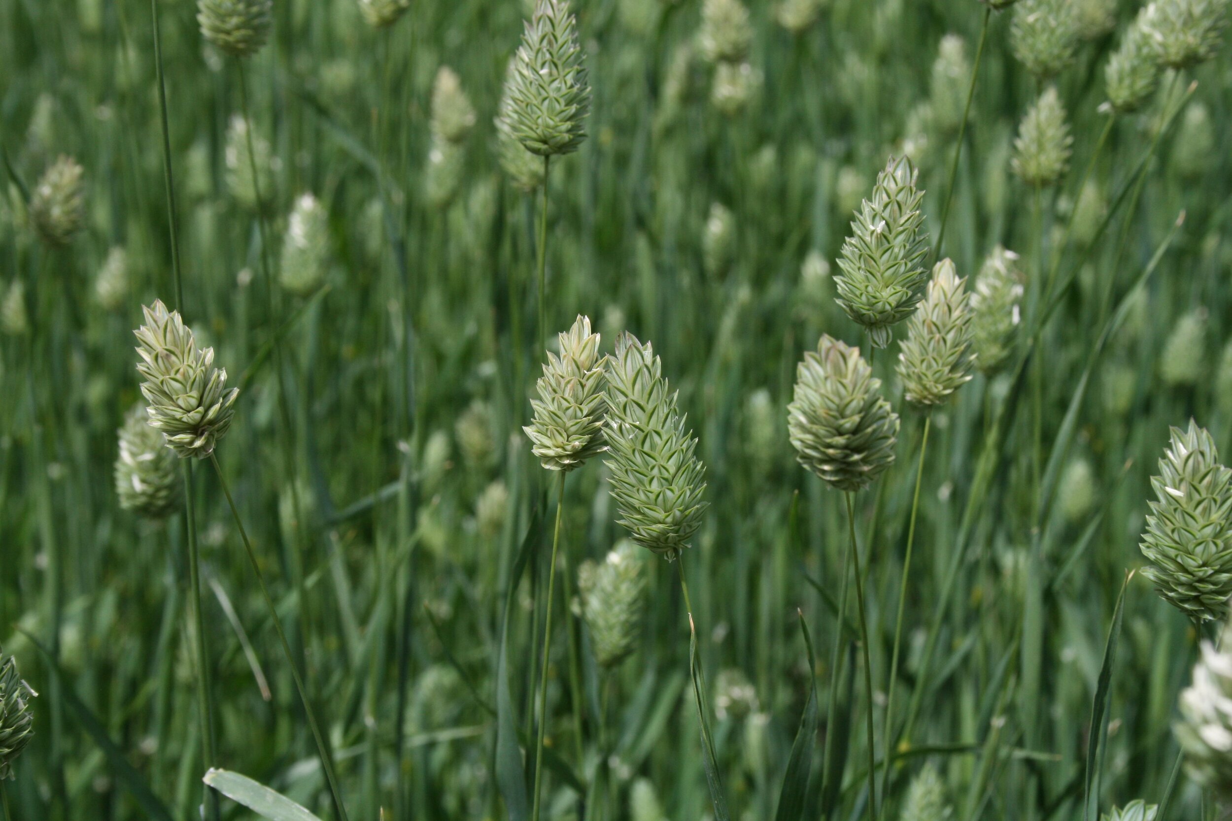 Canary Seed | Diverse Field Crops Cluster