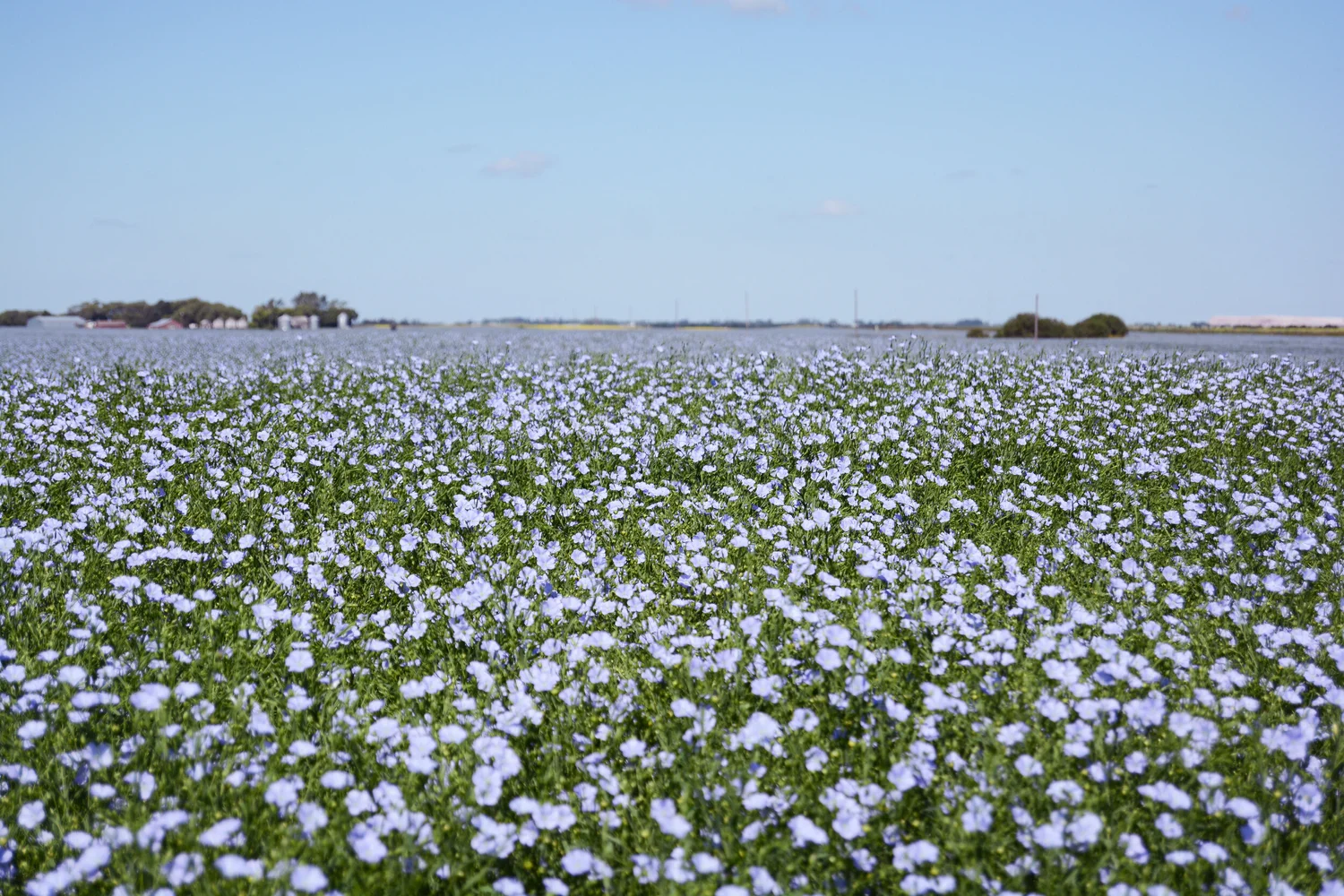 Flax | Diverse Field Crops Cluster