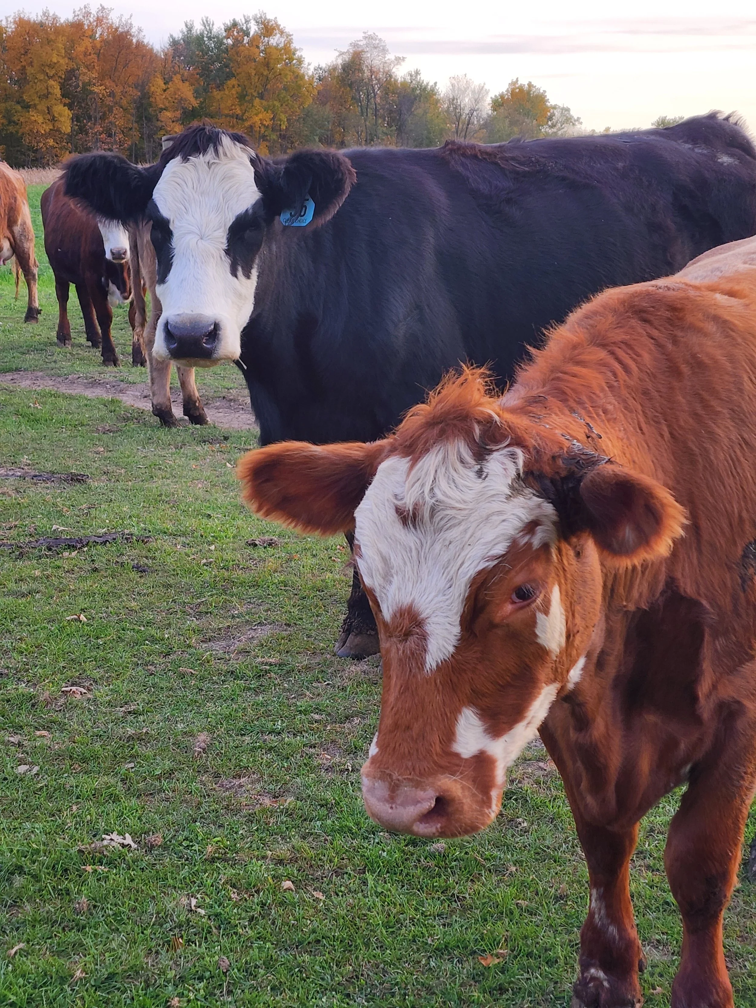 About | Family-Owned & Operated — Big Dam Farms