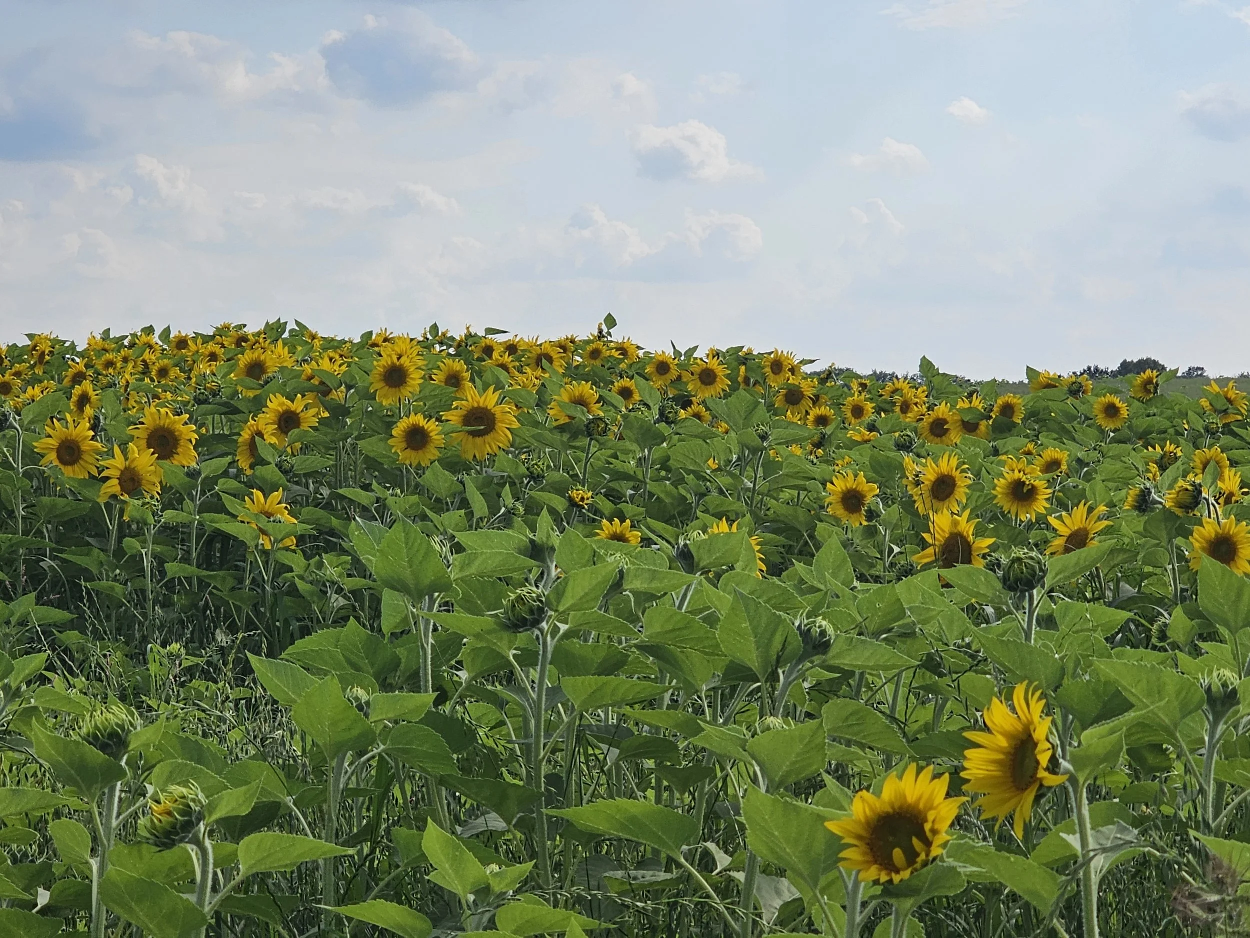 Events — Big Dam Farms