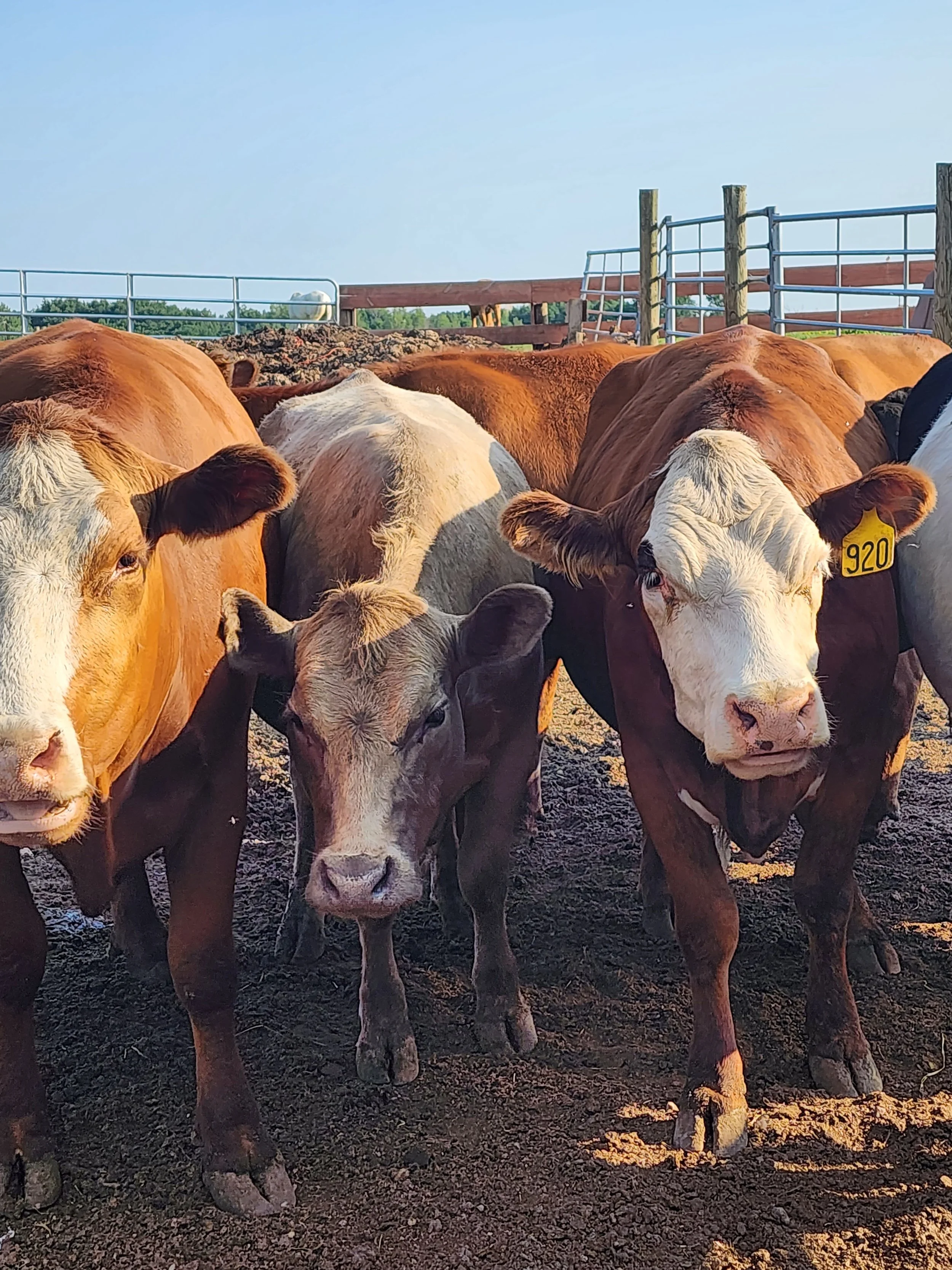 About | Family-Owned & Operated — Big Dam Farms