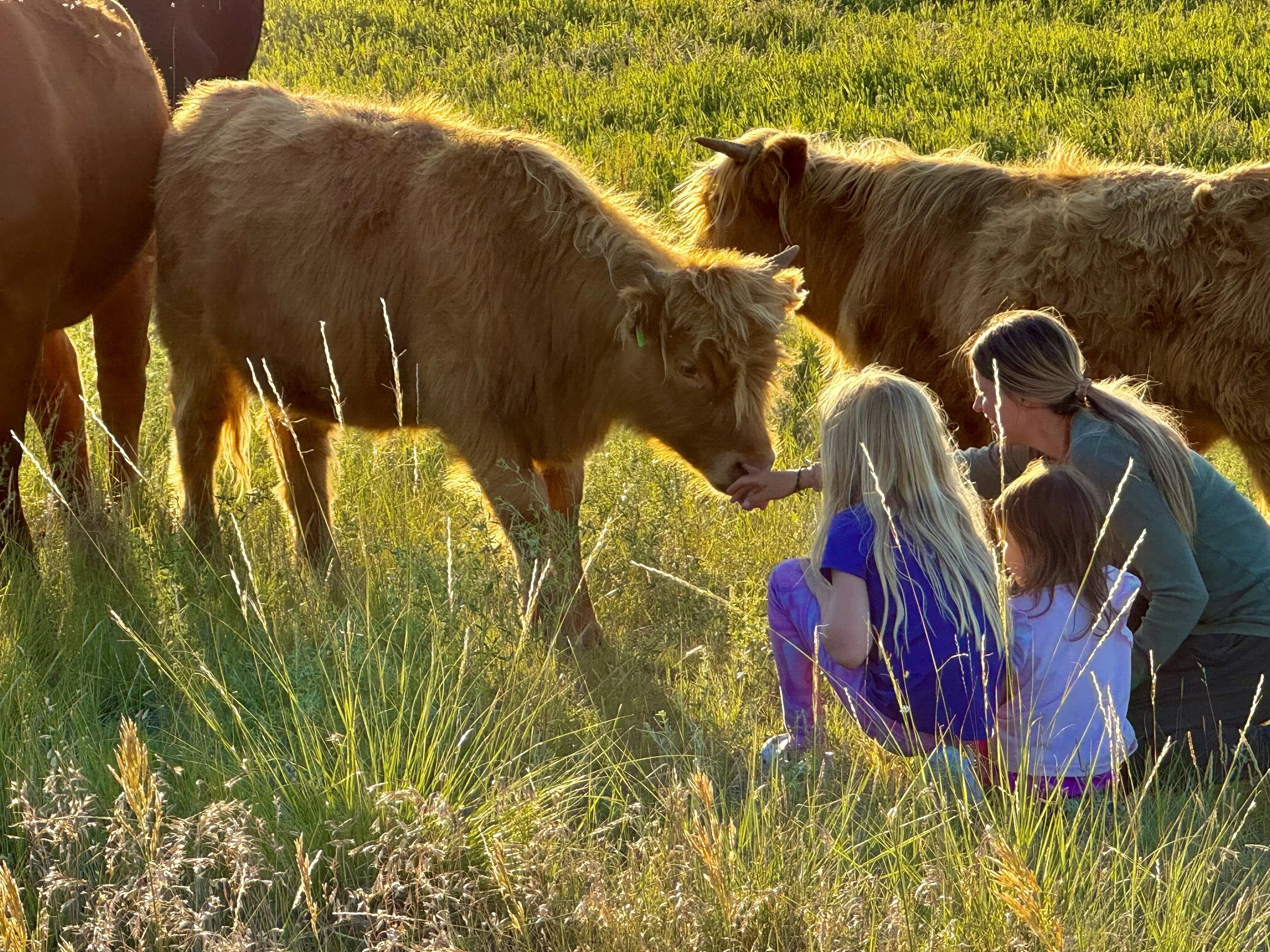 Lamb, Beef & Flour from Guided Rock Farms | Regenerative Farm in Nebraska