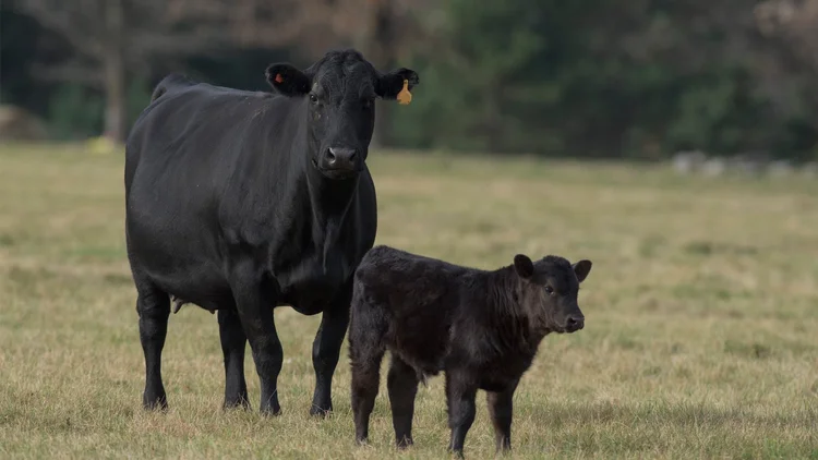 The Salty Heifer